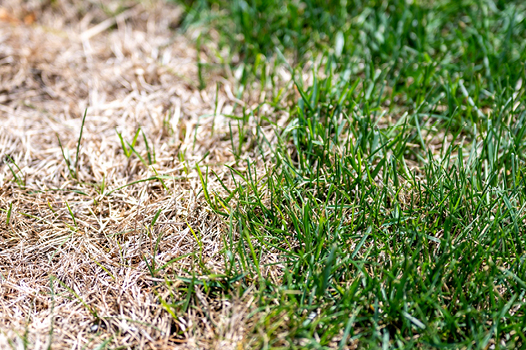 Verbrannter Rasen? Keine Panik! Hier sind unsere Top-Tipps!: VR PLUS ...